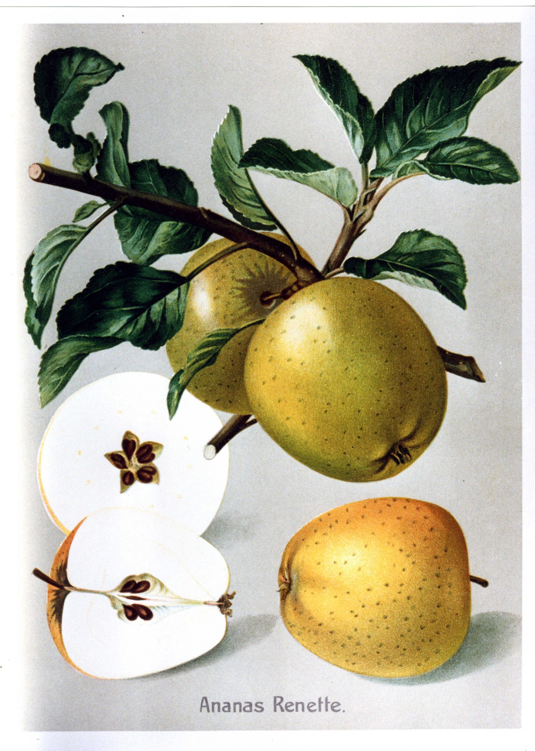 Ananas Renette – Arboterra GmbH – Alte Obstsorten