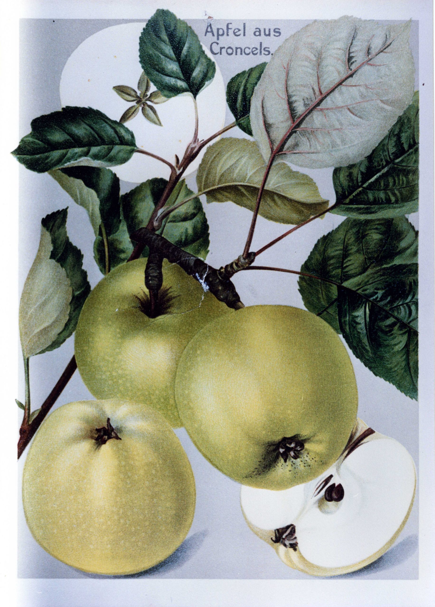 Apfel aus Croncels – Arboterra GmbH – Alte Obstsorten