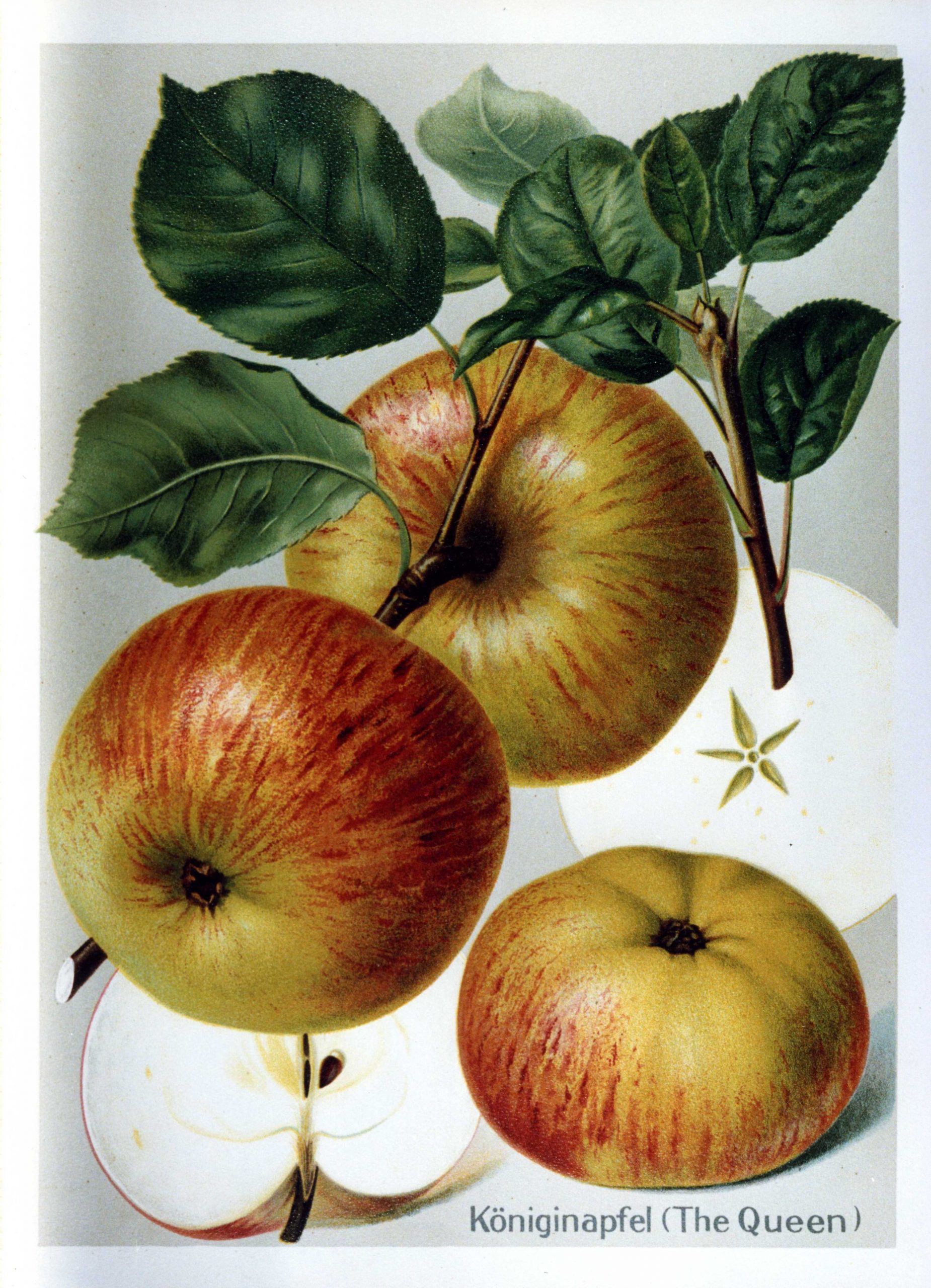 Königinapfel – Arboterra GmbH – Alte Obstsorten