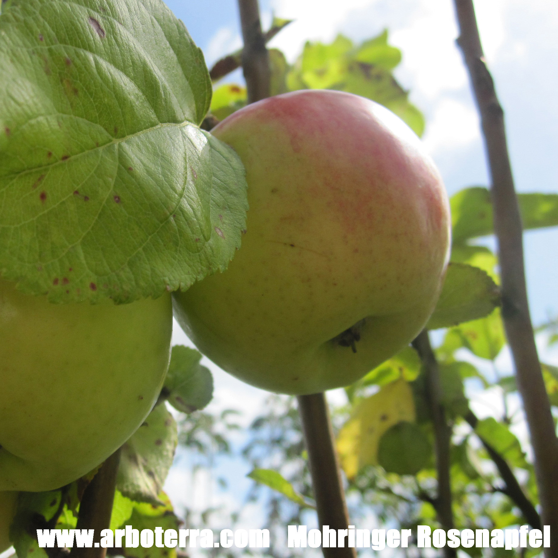 Moringer Rosenapfel Arboterra GmbH – Arboterra GmbH – Alte Obstsorten