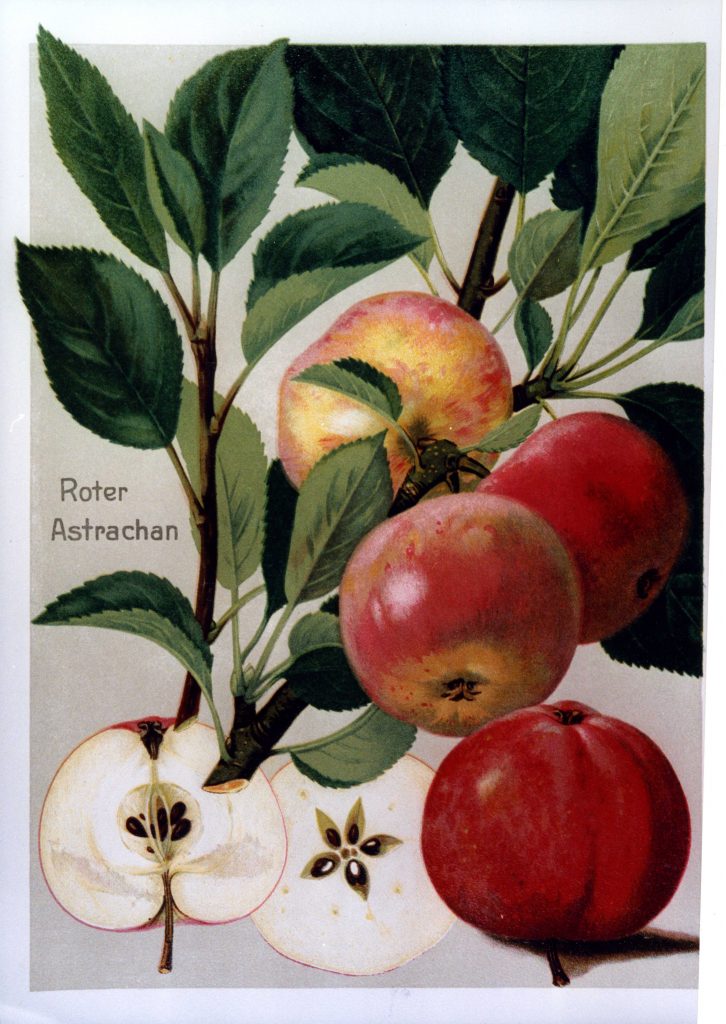 Roter Astrachan (wurzelnackt) – Arboterra GmbH – Alte Obstsorten