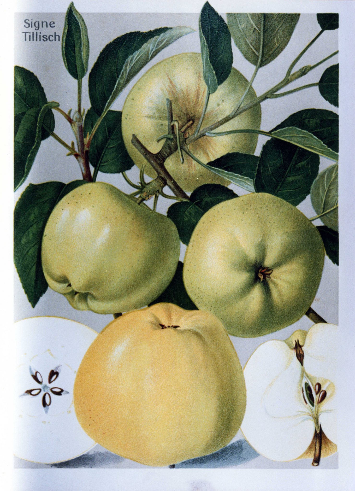 Signe Tillisch – Arboterra GmbH – Alte Obstsorten