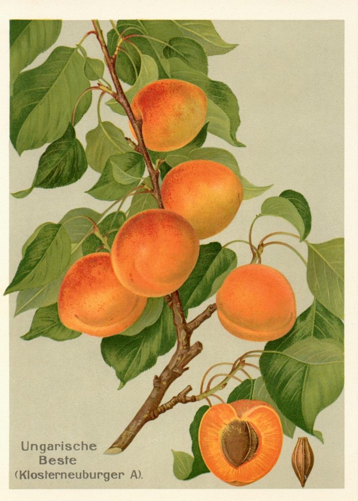 Aprikose + Kirsche sauer + Kirsche süss + Pfirsich – Arboterra GmbH ...